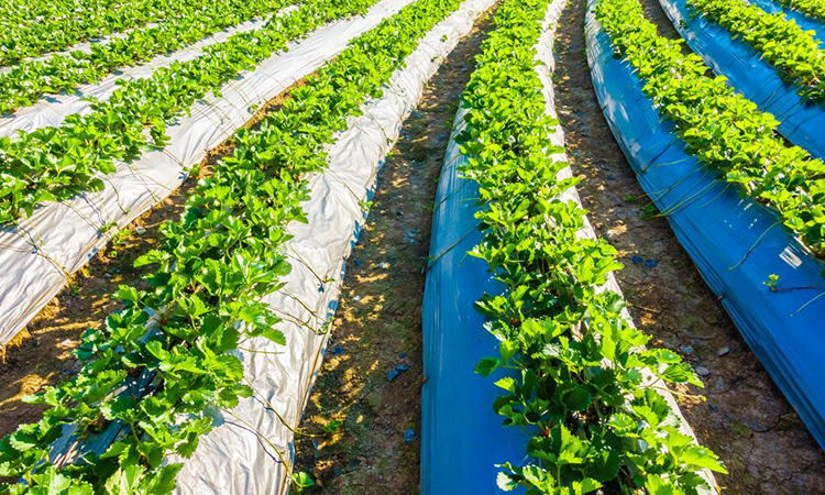 Growing Green: The Role of Biodegradable Plastics in Agriculture ...